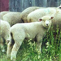 BC Purebred Sheep Breeders' Association Sheep Breeds