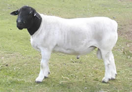 BC Purebred Sheep Breeders' Association